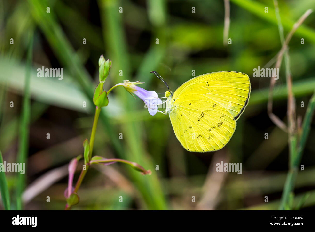 Portrait of Yellow Butterfly - Common grass yellow butterfly Stock ...