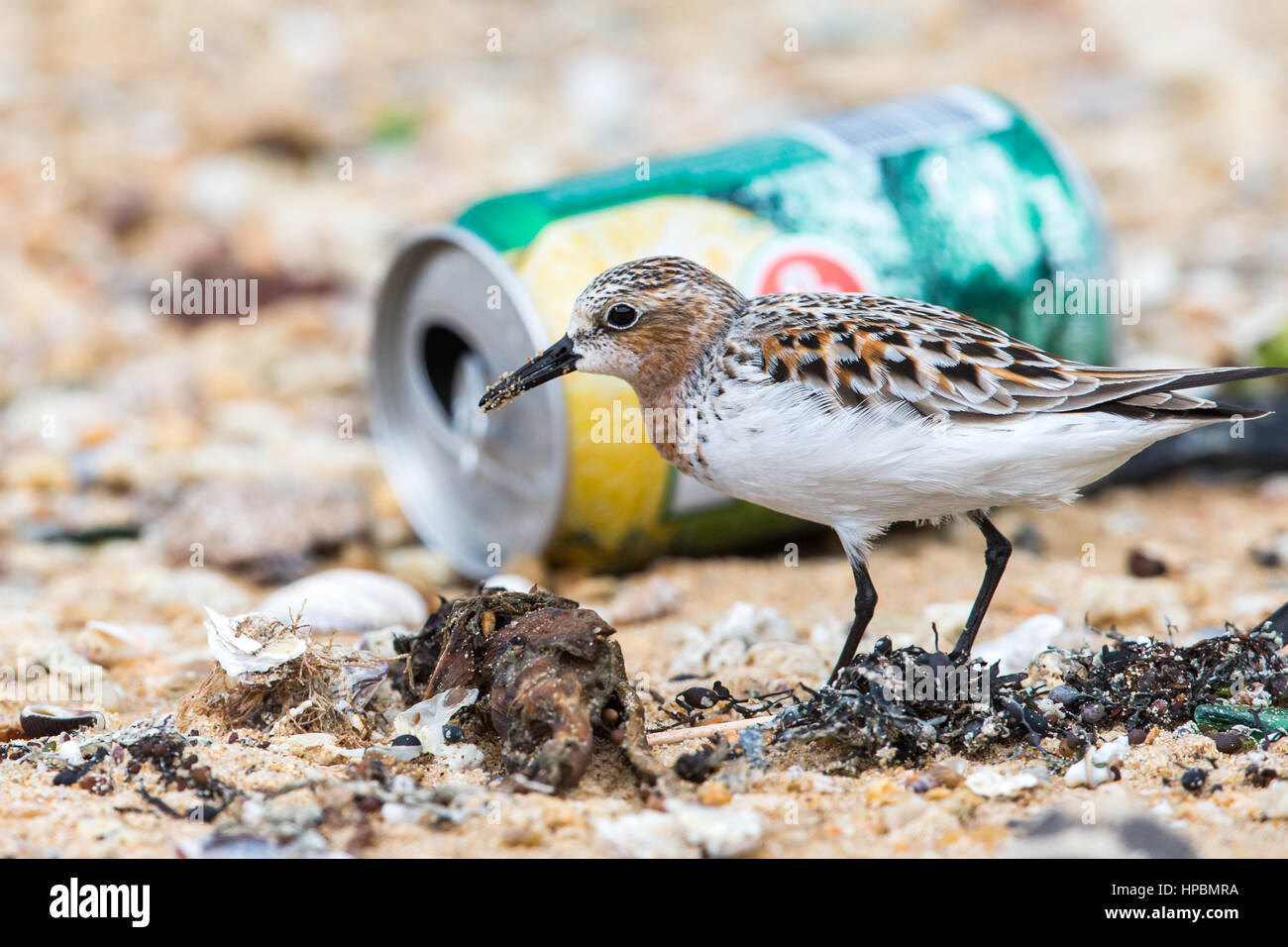 Bird looking food in rubbish Stock Photo - Alamy