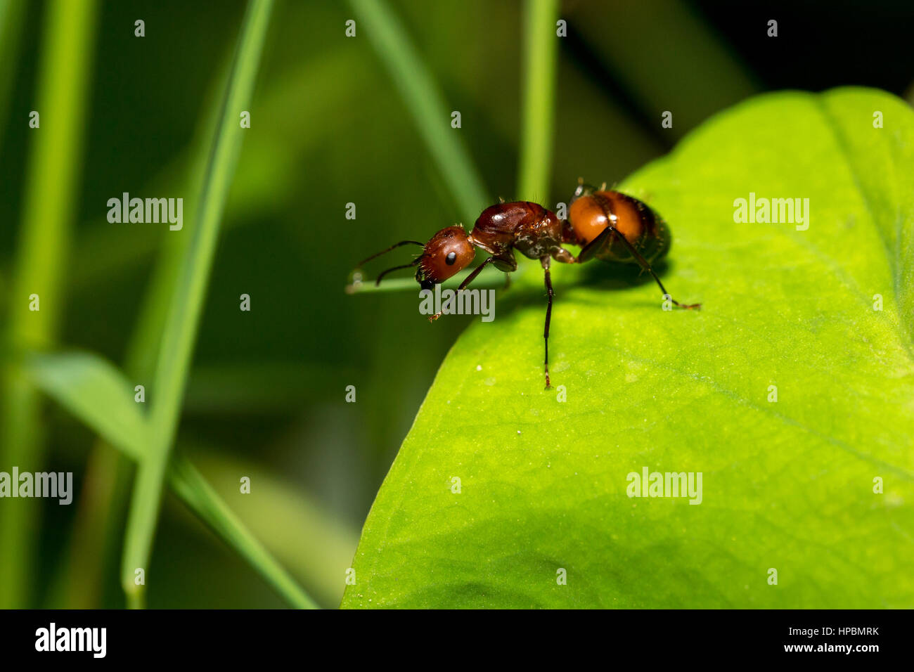 Portrait of Ant (without wings) - Camponotus habereri Stock Photo - Alamy