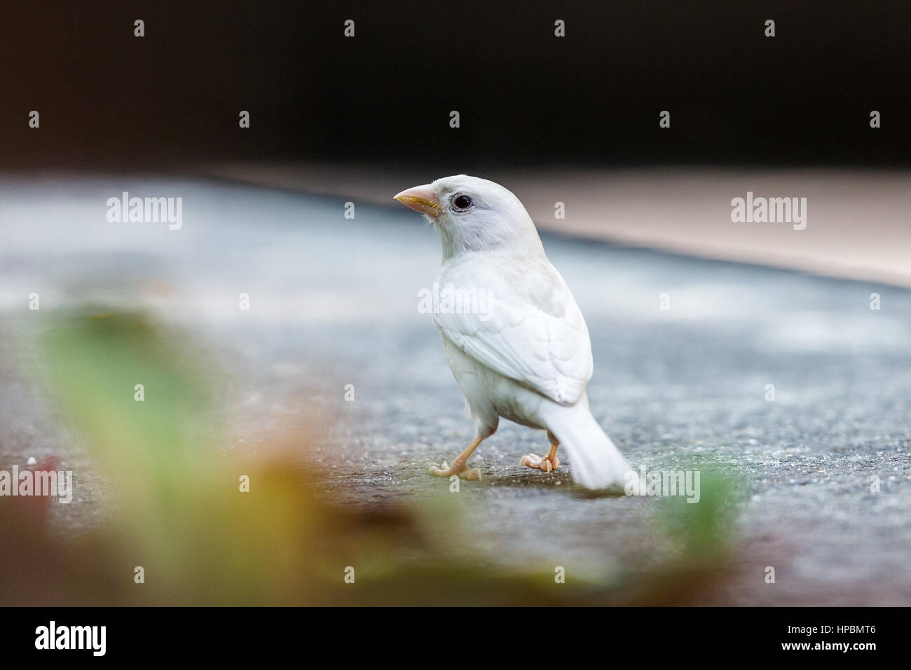 Albino Eurasian Tree Sparrow Stock Photo - Alamy