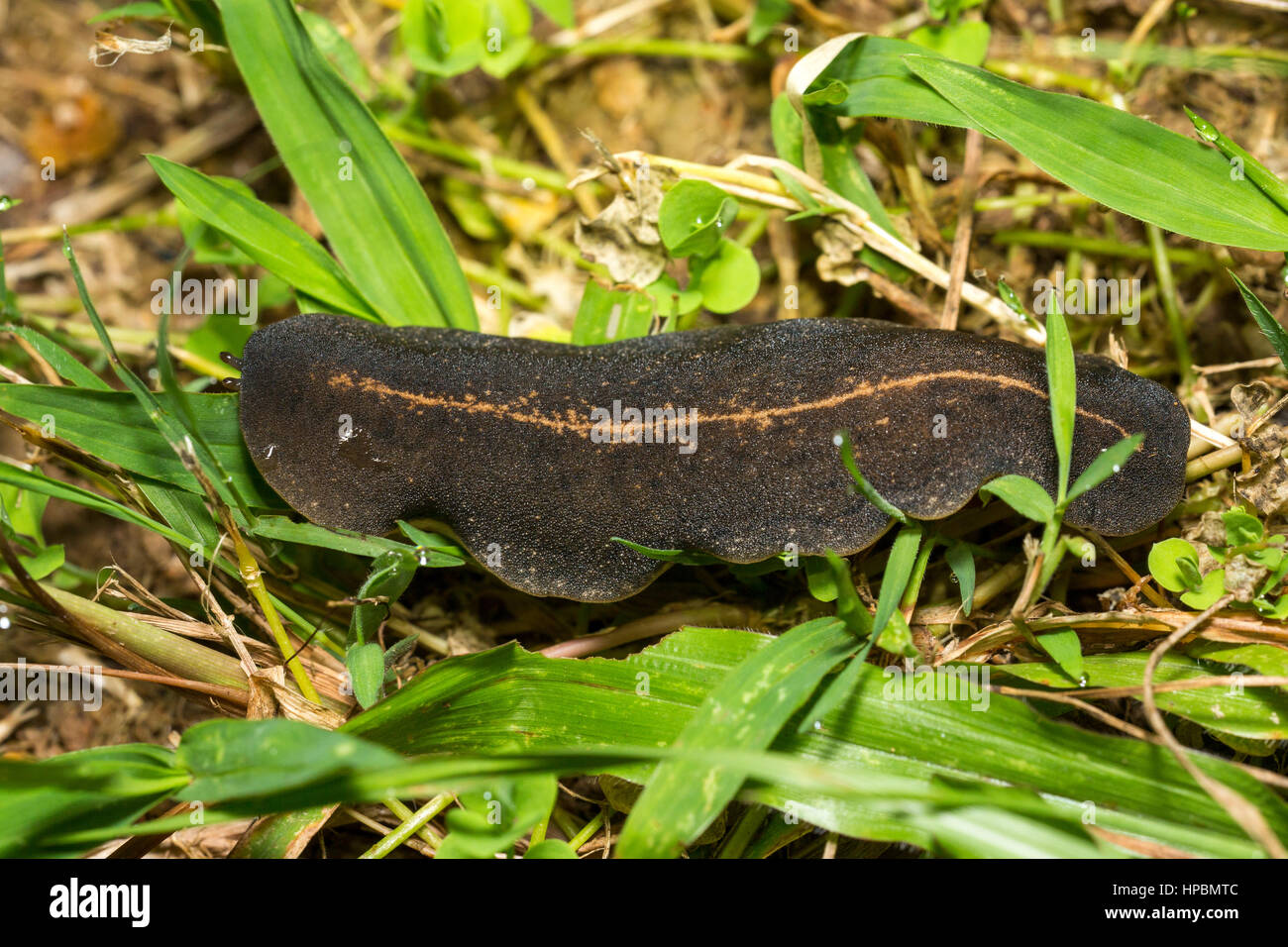 Slugs walking on grass (Vaginulus alte Stock Photo - Alamy