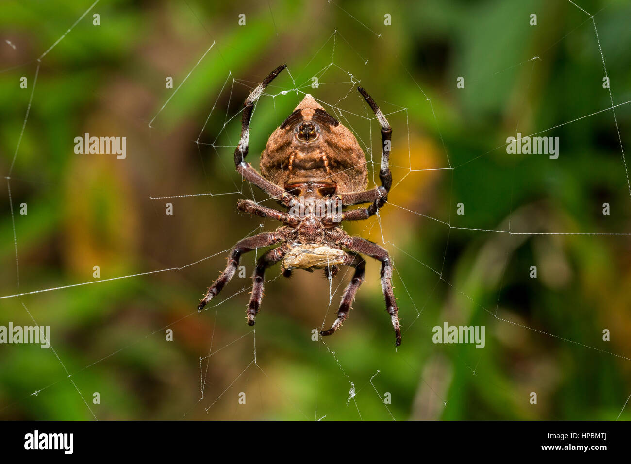 Common Garden Spider eating on cobweb Stock Photo - Alamy
