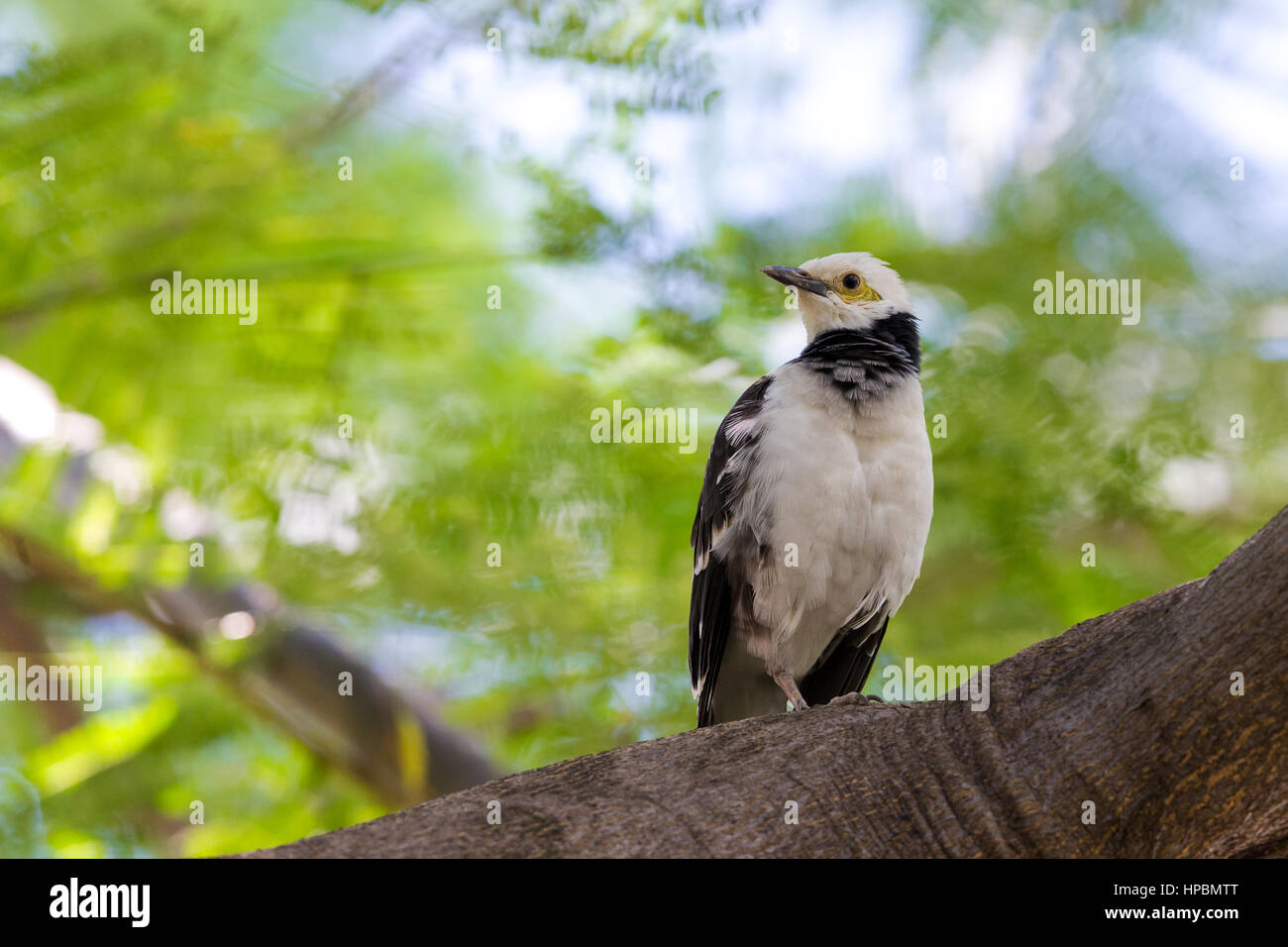 Black-collared Starling singing on tree with beautiful green background ...