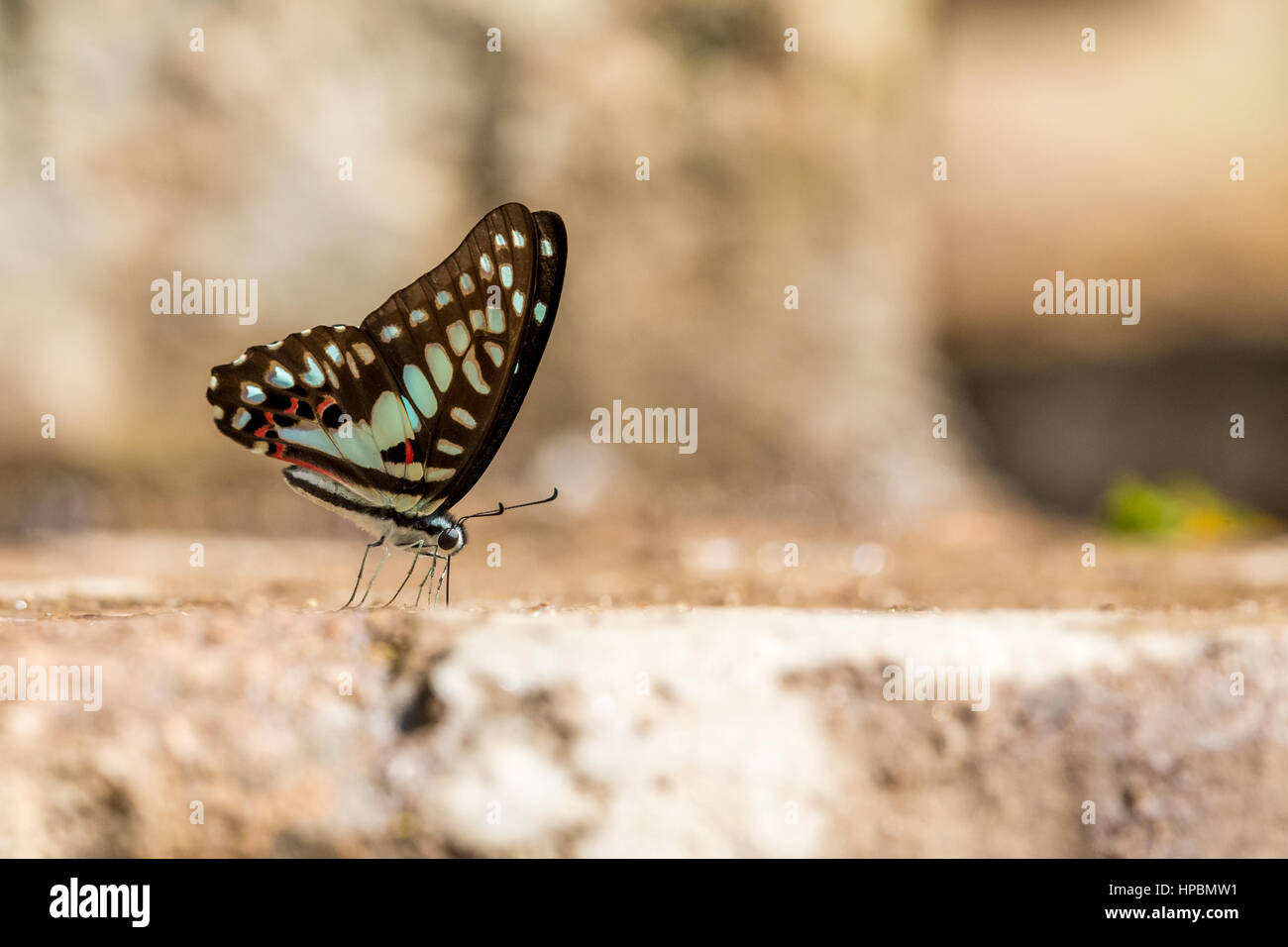 Common Jay (Graphium doson) Butterfly drinking water with boken ...