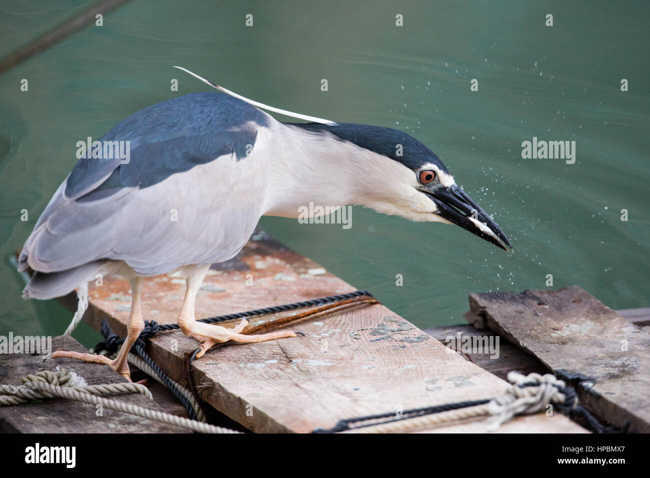 Black-crowned night heron catching fish Stock Photo - Alamy