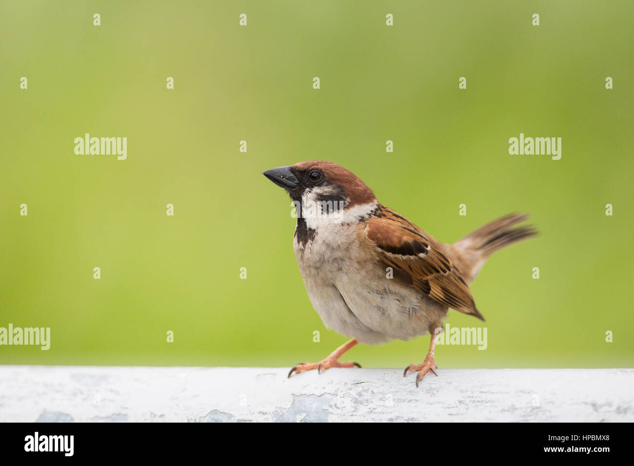 Eurasian Tree Sparrow standing Stock Photo - Alamy