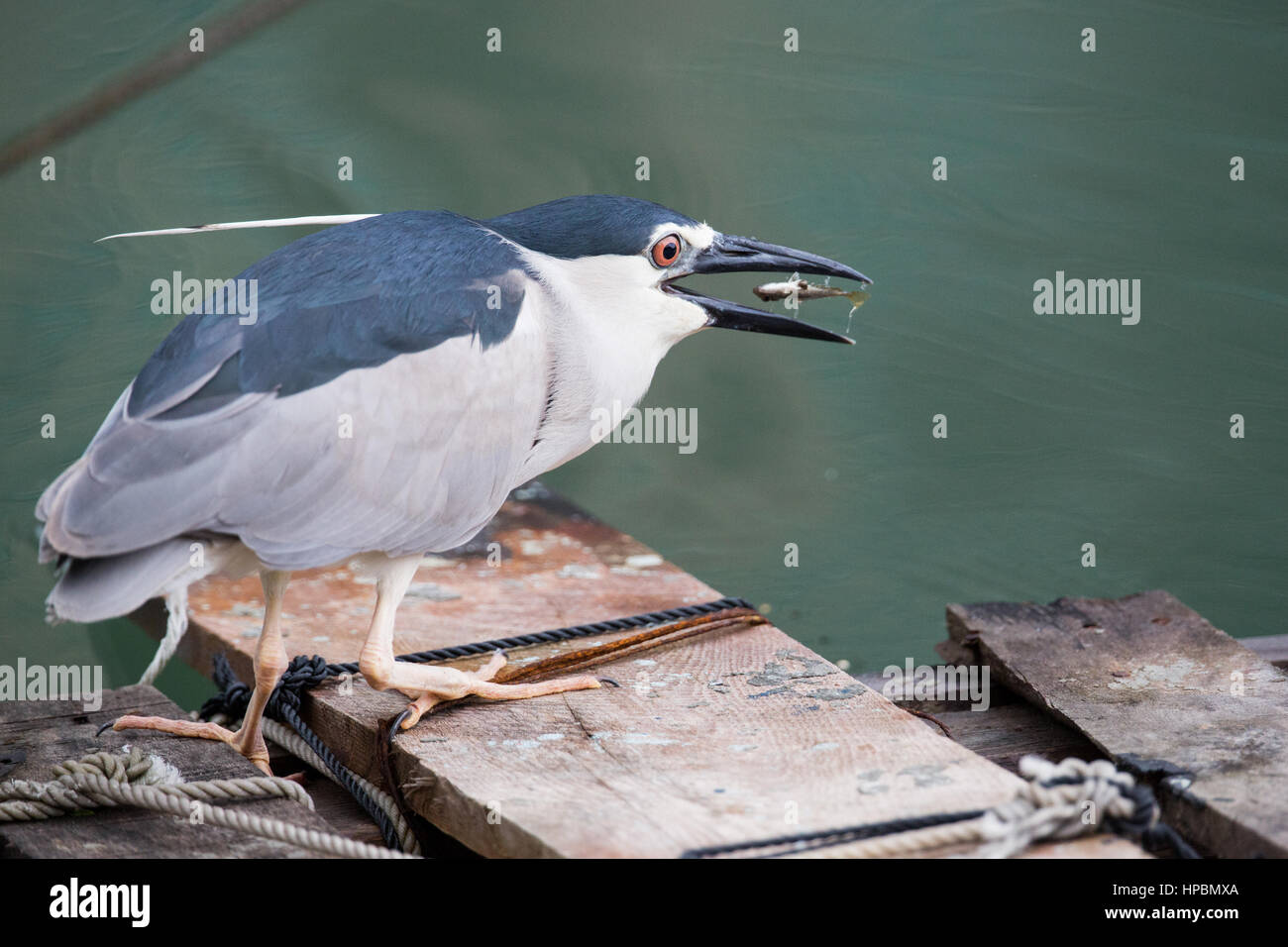 Black-crowned night heron catching fish Stock Photo - Alamy