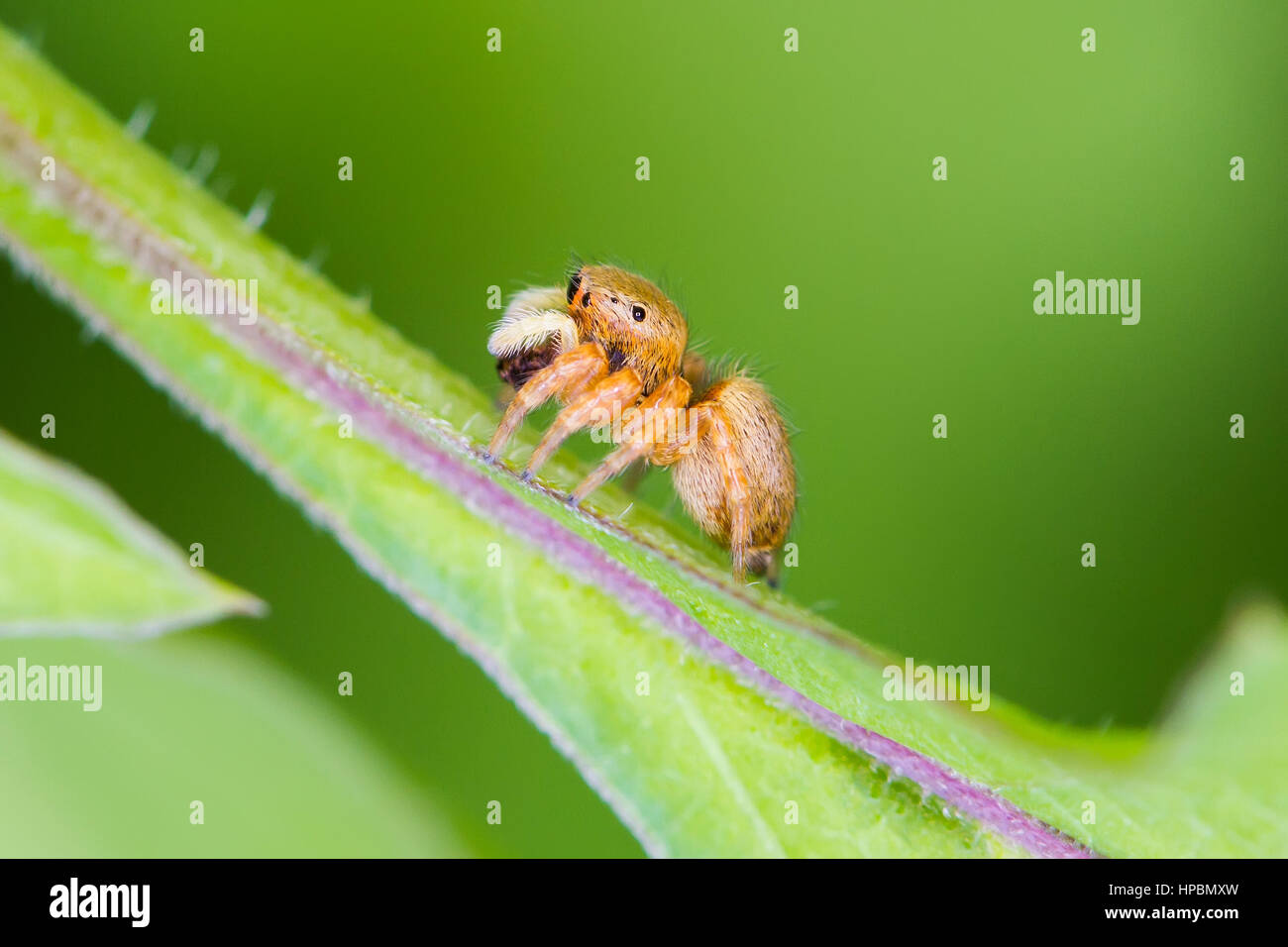 Jumping spider eating insect Stock Photo - Alamy