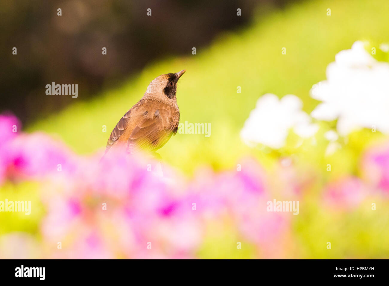 Masked Laughingthrush (Garrulax perspicillatus) standing on grass Stock ...