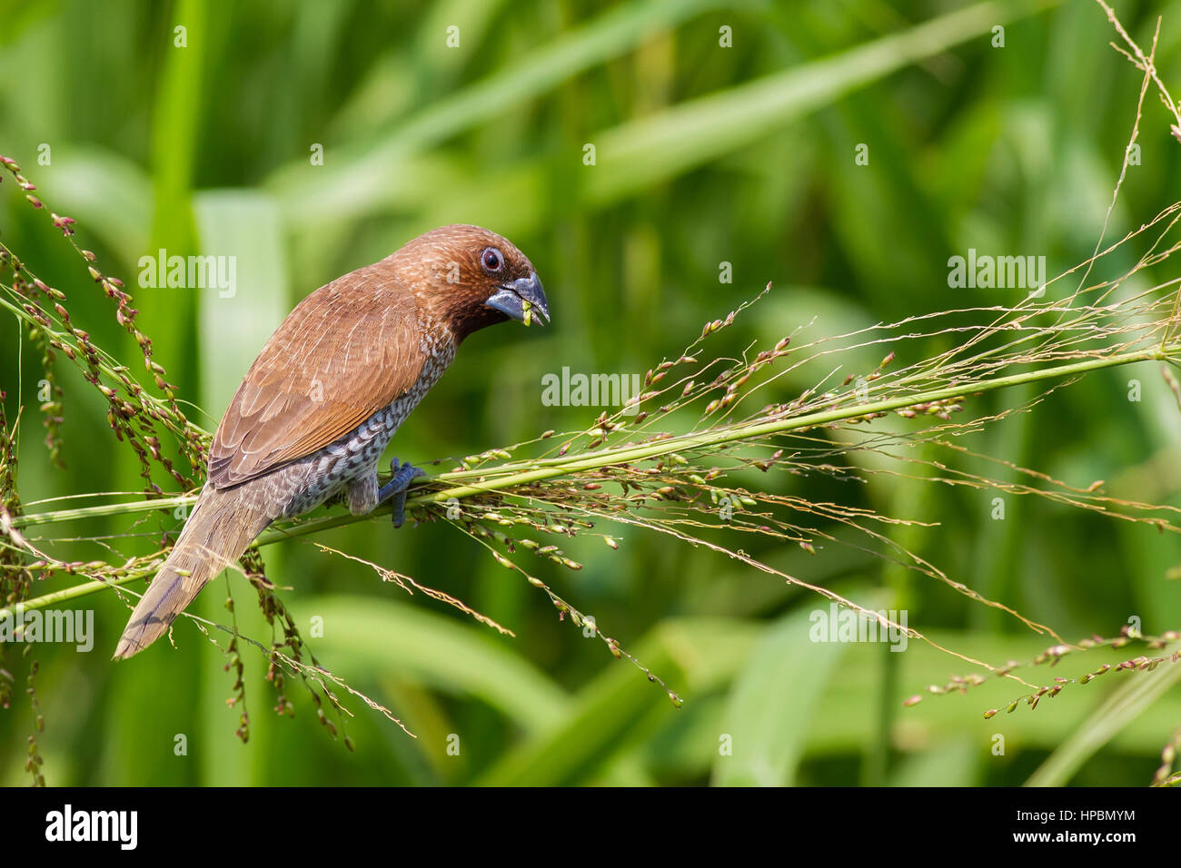 Scaly-breasted Munia eating grass seed Stock Photo - Alamy