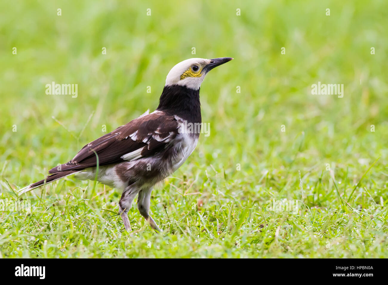 Black bird white collar hi-res stock photography and images - Alamy