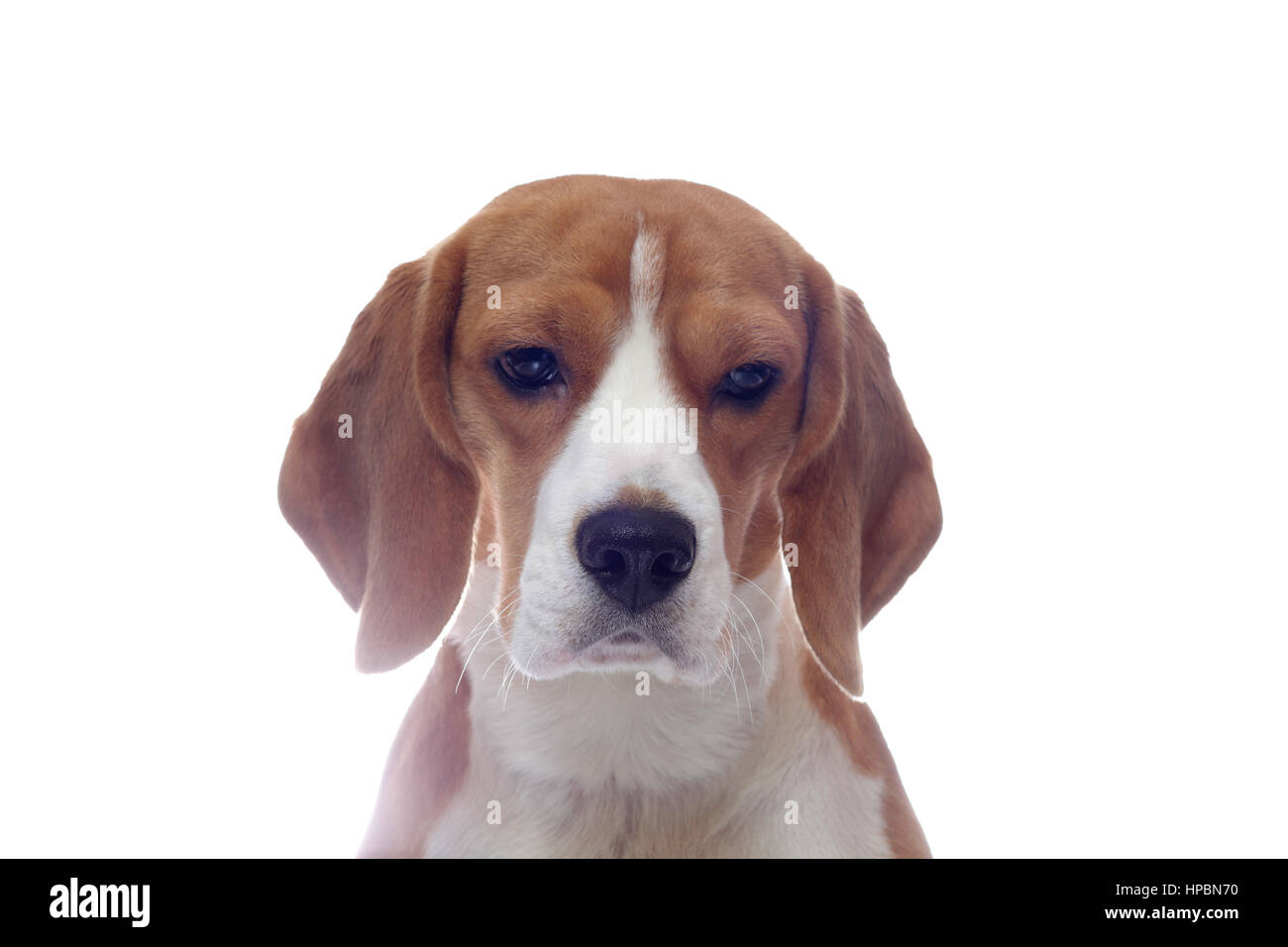 clos eup of sad beagle dog portrait isolated on white background Stock ...