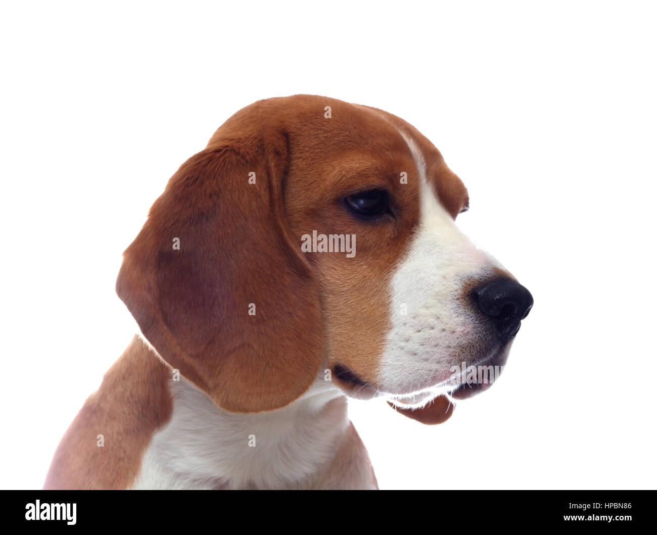 Sad beagle dog portrait isolated on white background Stock Photo - Alamy