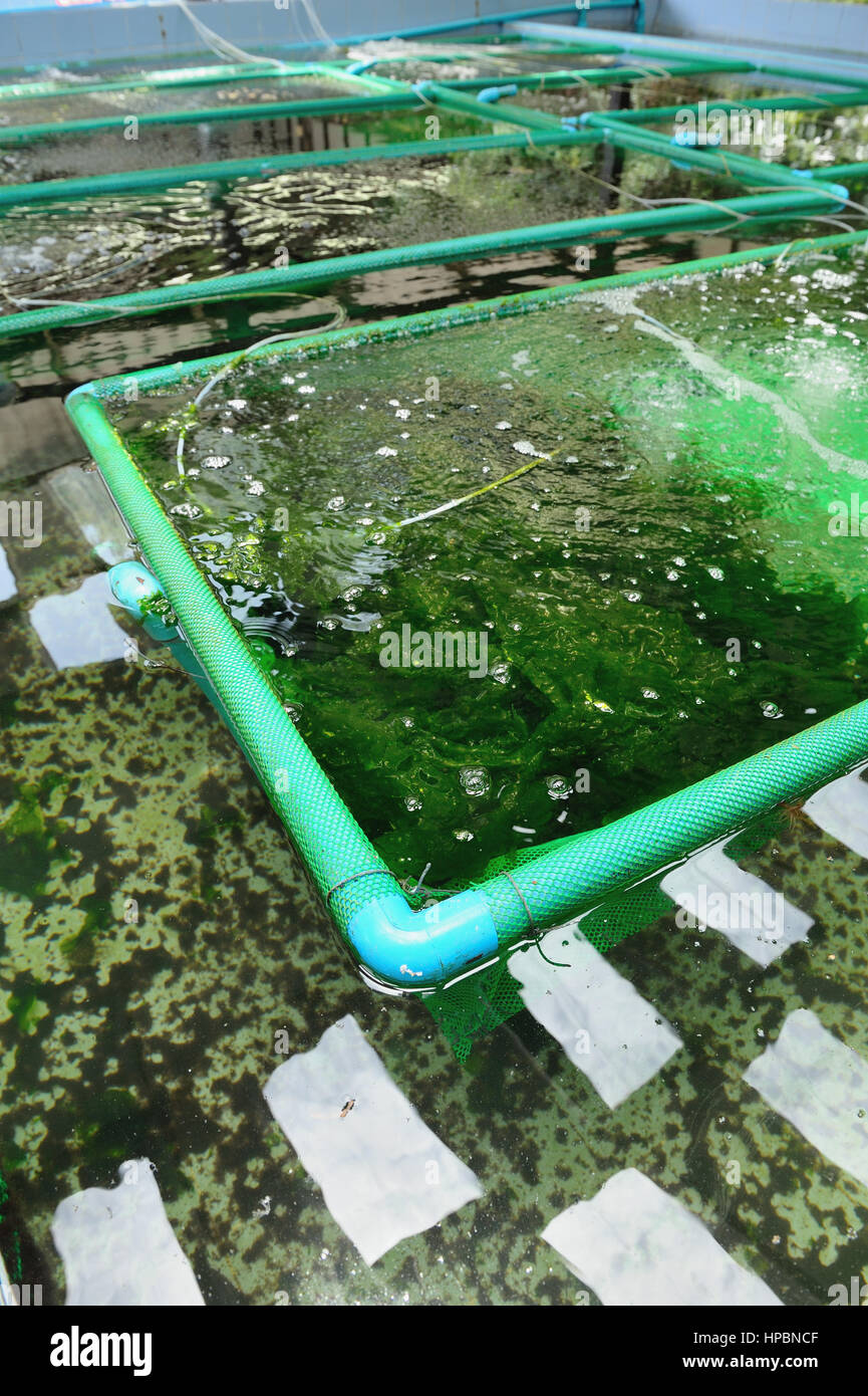 Wakame farm hi-res stock photography and images - Alamy