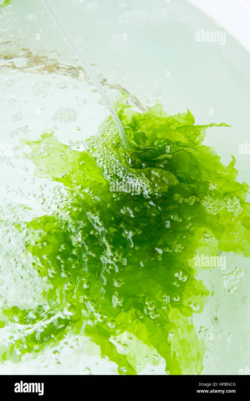 closeup seaweed in seaweed farm, agriculture industrial Stock Photo - Alamy