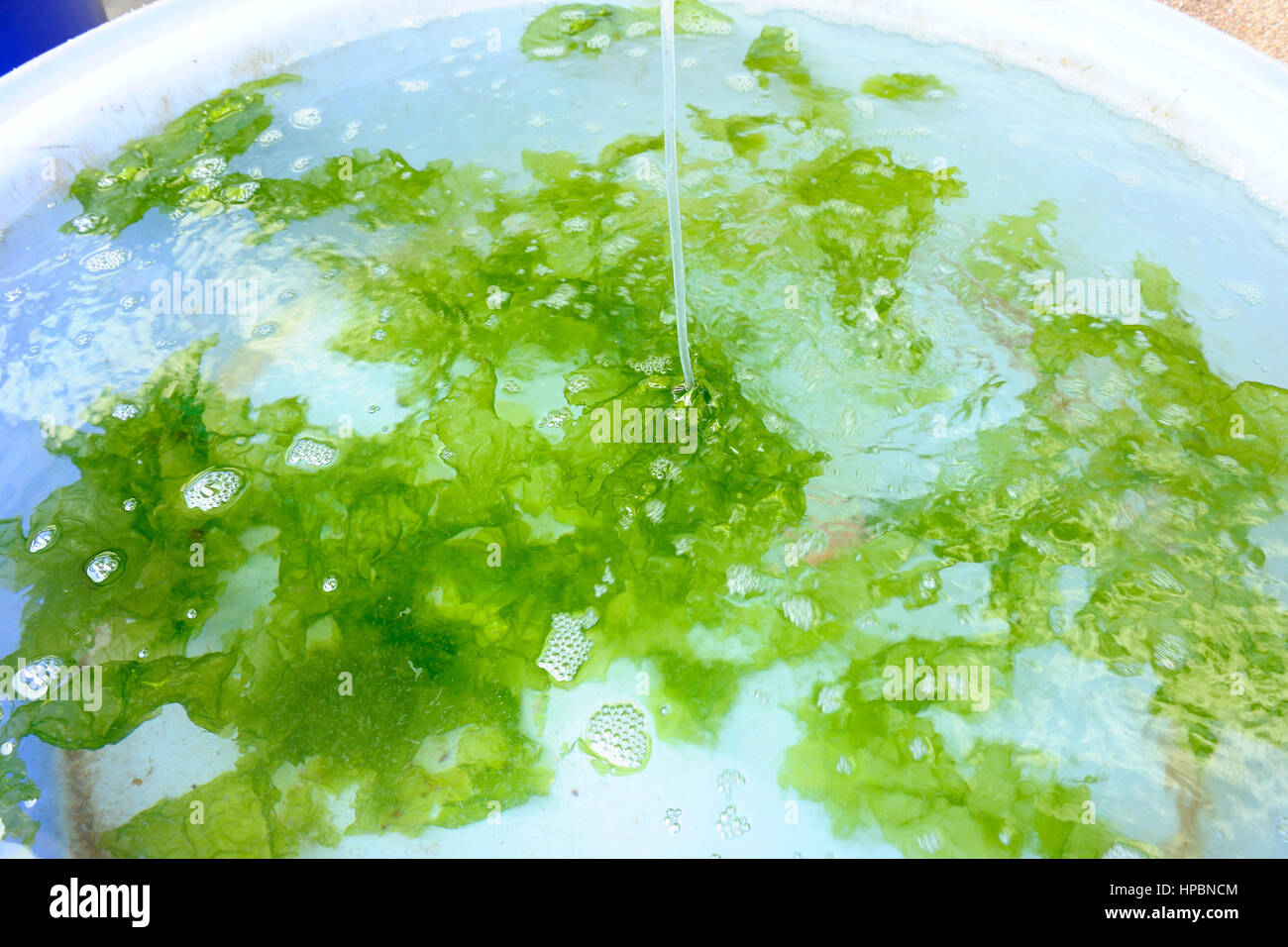 closeup seaweed in seaweed farm, agriculture industrial Stock Photo - Alamy