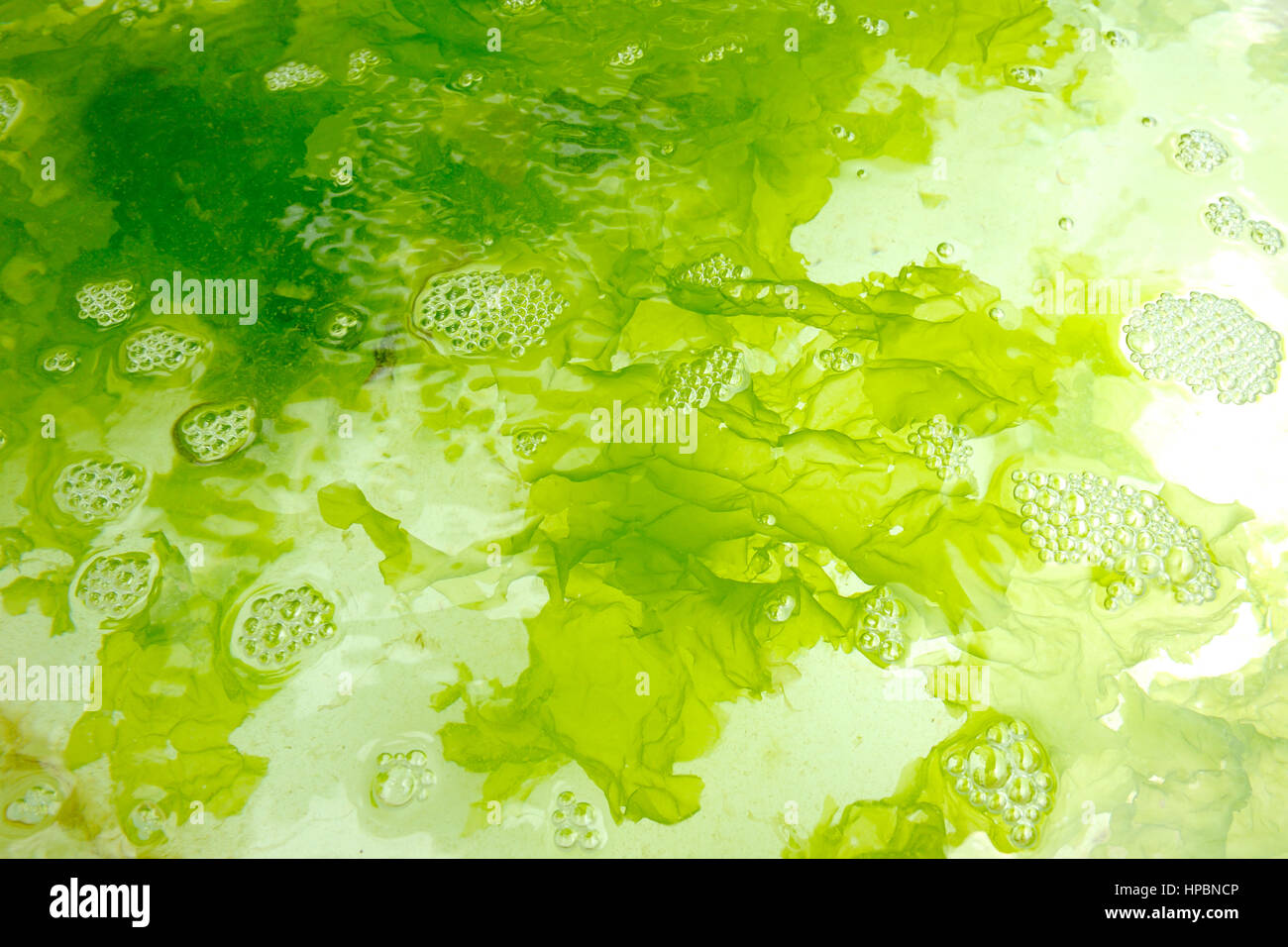 closeup seaweed in seaweed farm, agriculture industrial Stock Photo - Alamy