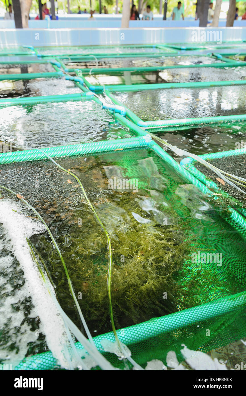 closeup seaweed in seaweed farm, agriculture industrial Stock Photo - Alamy