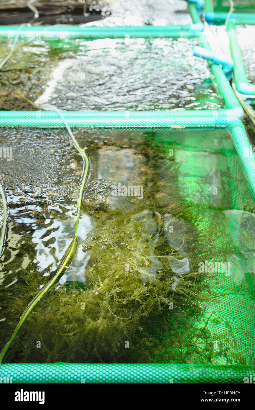 closeup seaweed in seaweed farm, agriculture industrial Stock Photo - Alamy