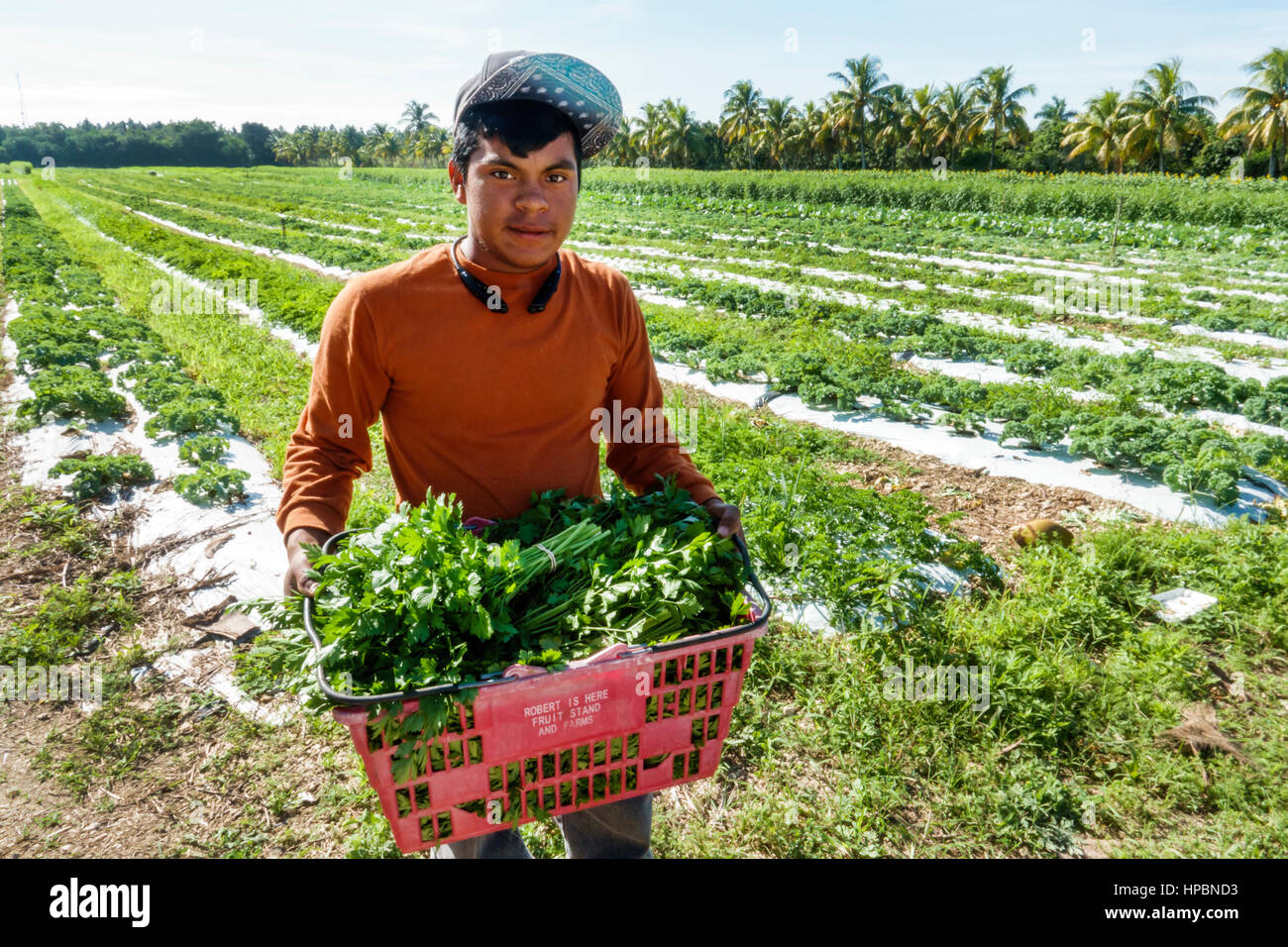 Florida Homestead,Redland,Robert Is Here,farm stand,field,flat leaf ...