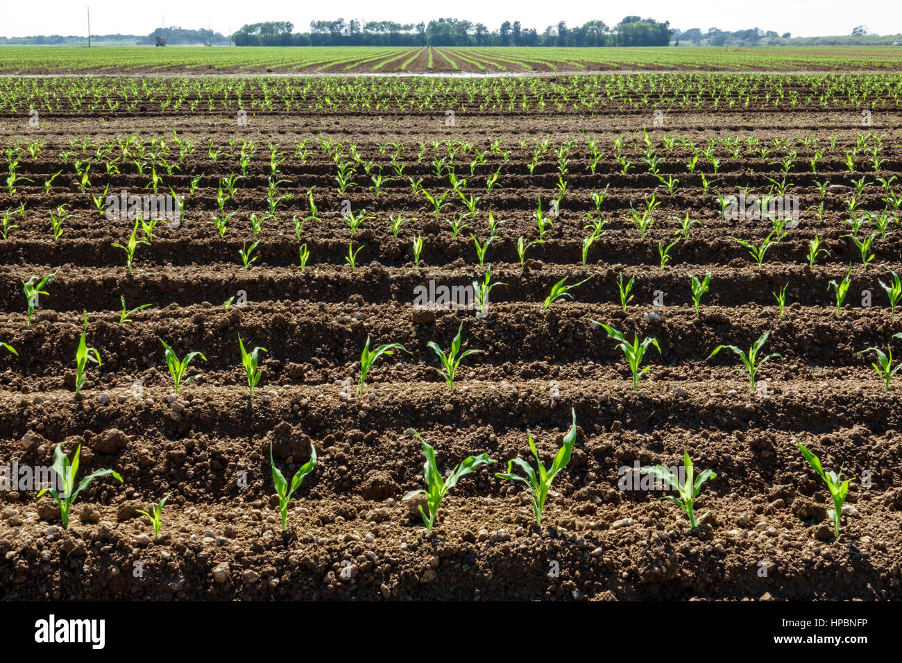 Homestead Redland Florida High Resolution Stock Photography and Images ...
