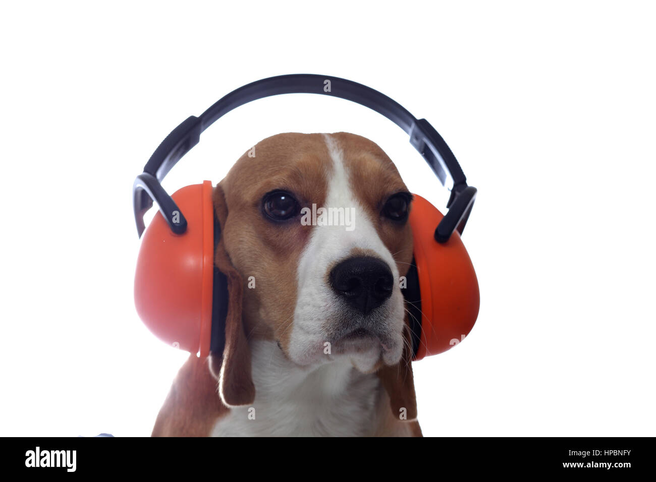 Beagle dog engineer in red industrial headphones isolated on white ...