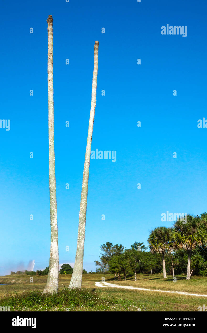 Florida Homestead,Redland,palm trees,dead,trunk,visitors travel ...