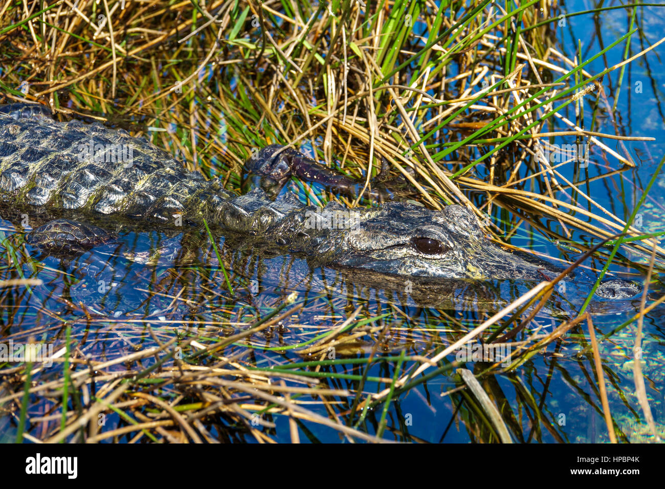 Florida Everglades National Park,Shark Slough,Pa-Hay-O-Kee,Pahayokee ...