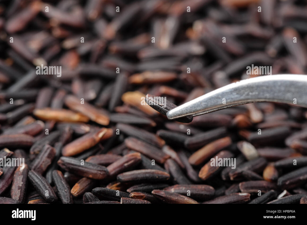 closeup details of Thai rice berry, rice berry is a cross-bred unmilled ...