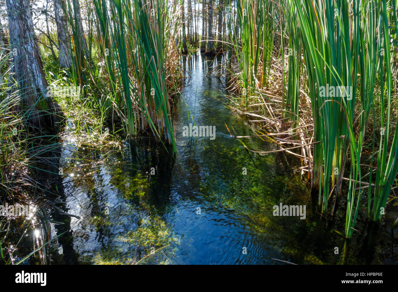 Florida Everglades National Park,Shark Slough,Pa-Hay-O-Kee,Pahayokee ...