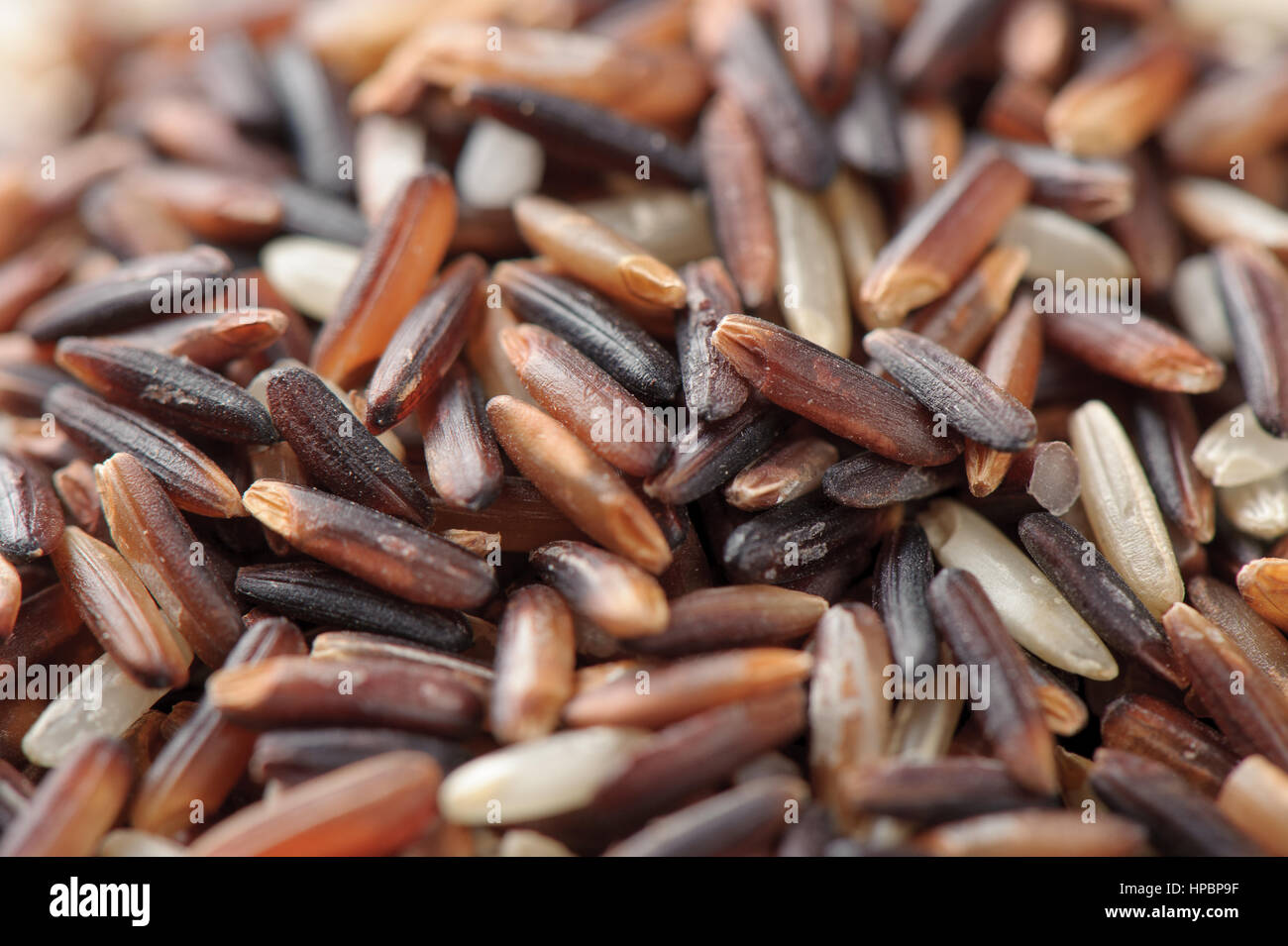 closeup details of Thai rice berry, rice berry is a cross-bred unmilled ...