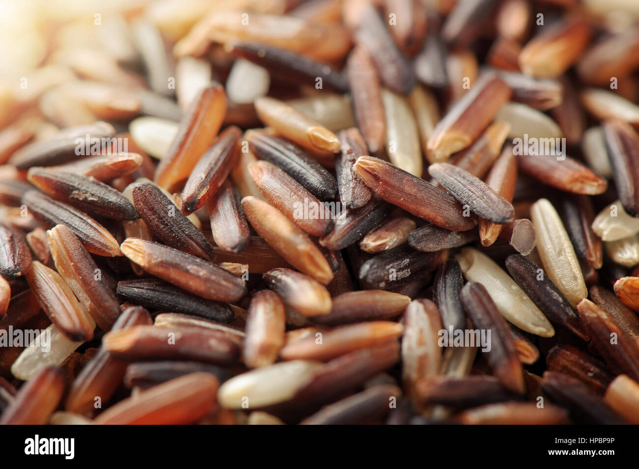 closeup details of Thai rice berry, rice berry is a cross-bred unmilled ...