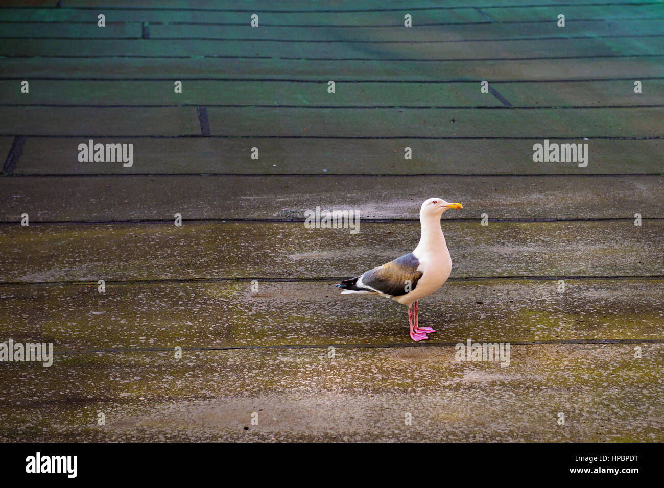 closeup seagull in Hokkaido, Japan. Bird in wildlife Stock Photo - Alamy