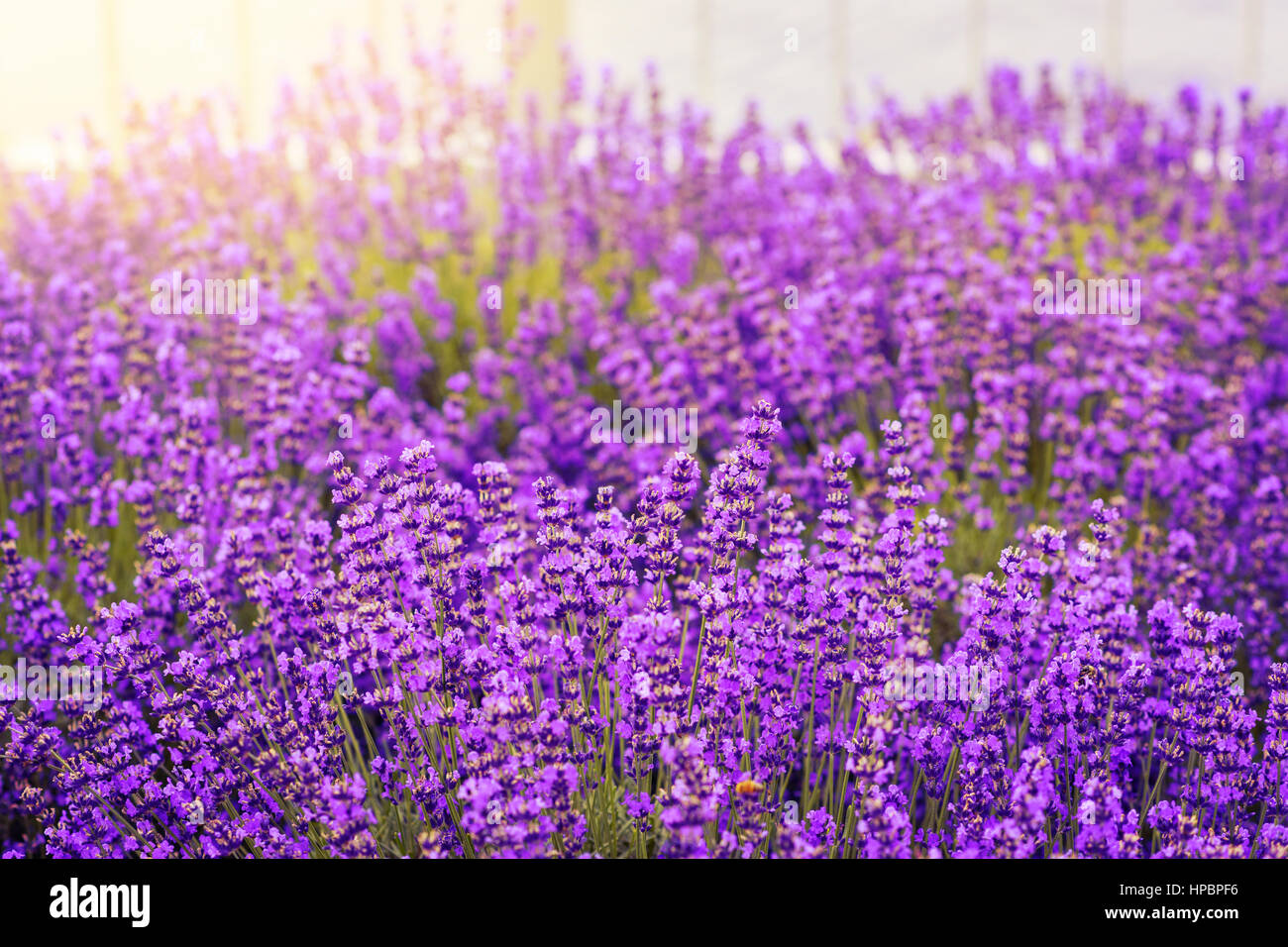 beautiful lavender flowers blossom in the garden Stock Photo - Alamy