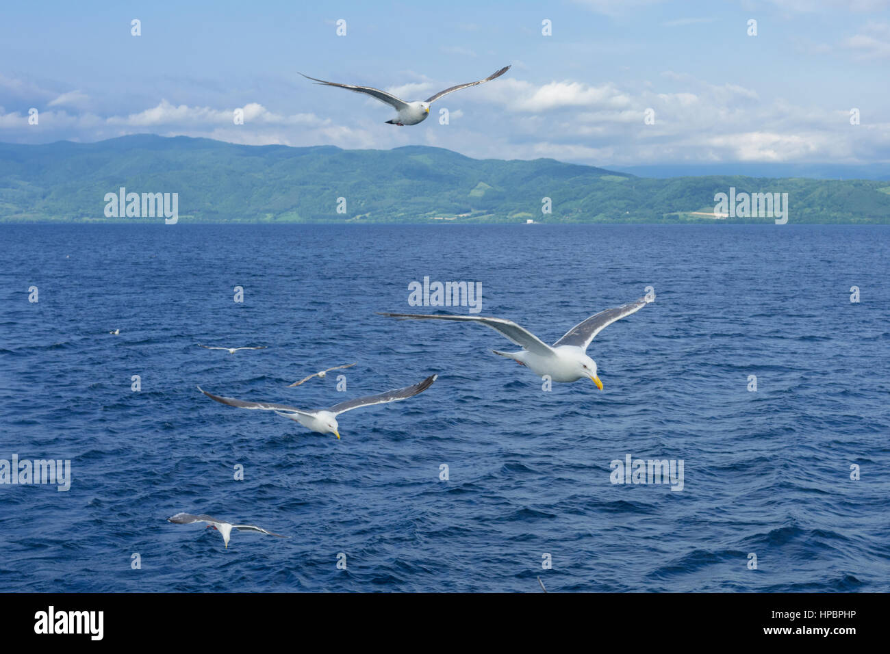 closeup seagulls in Hokkaido, Japan. Bird in wildlife Stock Photo - Alamy