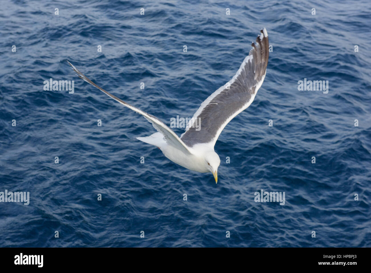 Japan wildlife hi-res stock photography and images - Alamy
