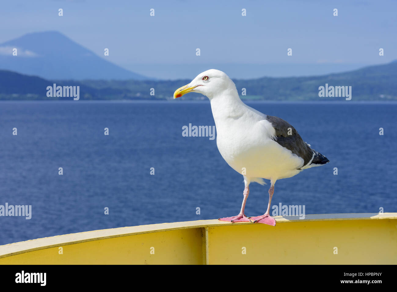 closeup seagull in Hokkaido, Japan. Bird in wildlife Stock Photo - Alamy