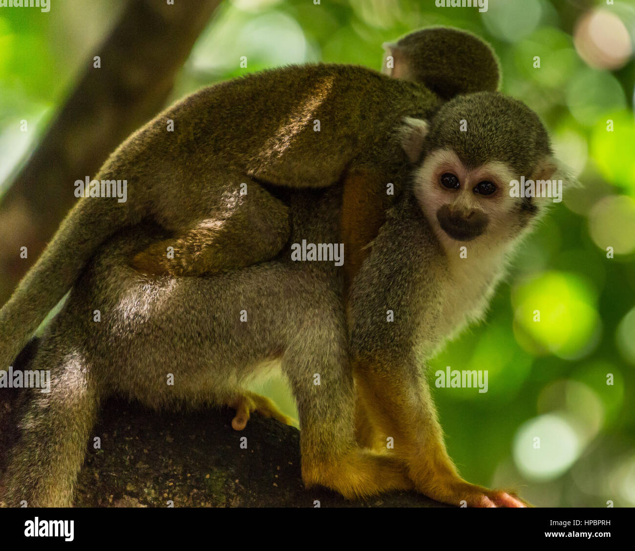 Baby squirrel monkey mother hi-res stock photography and images - Alamy