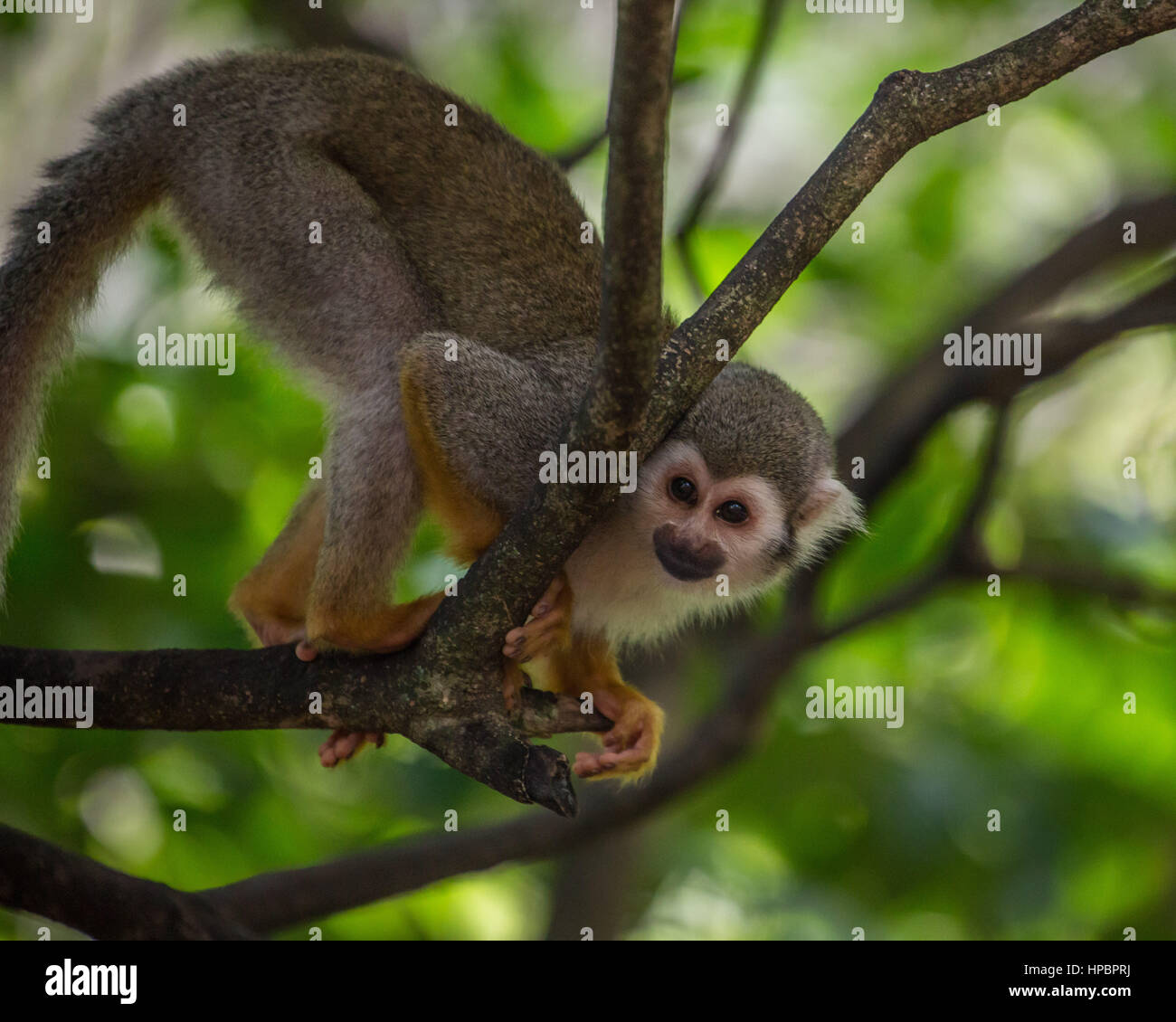 Common Squirrel Monkey Guyana High Resolution Stock Photography and ...