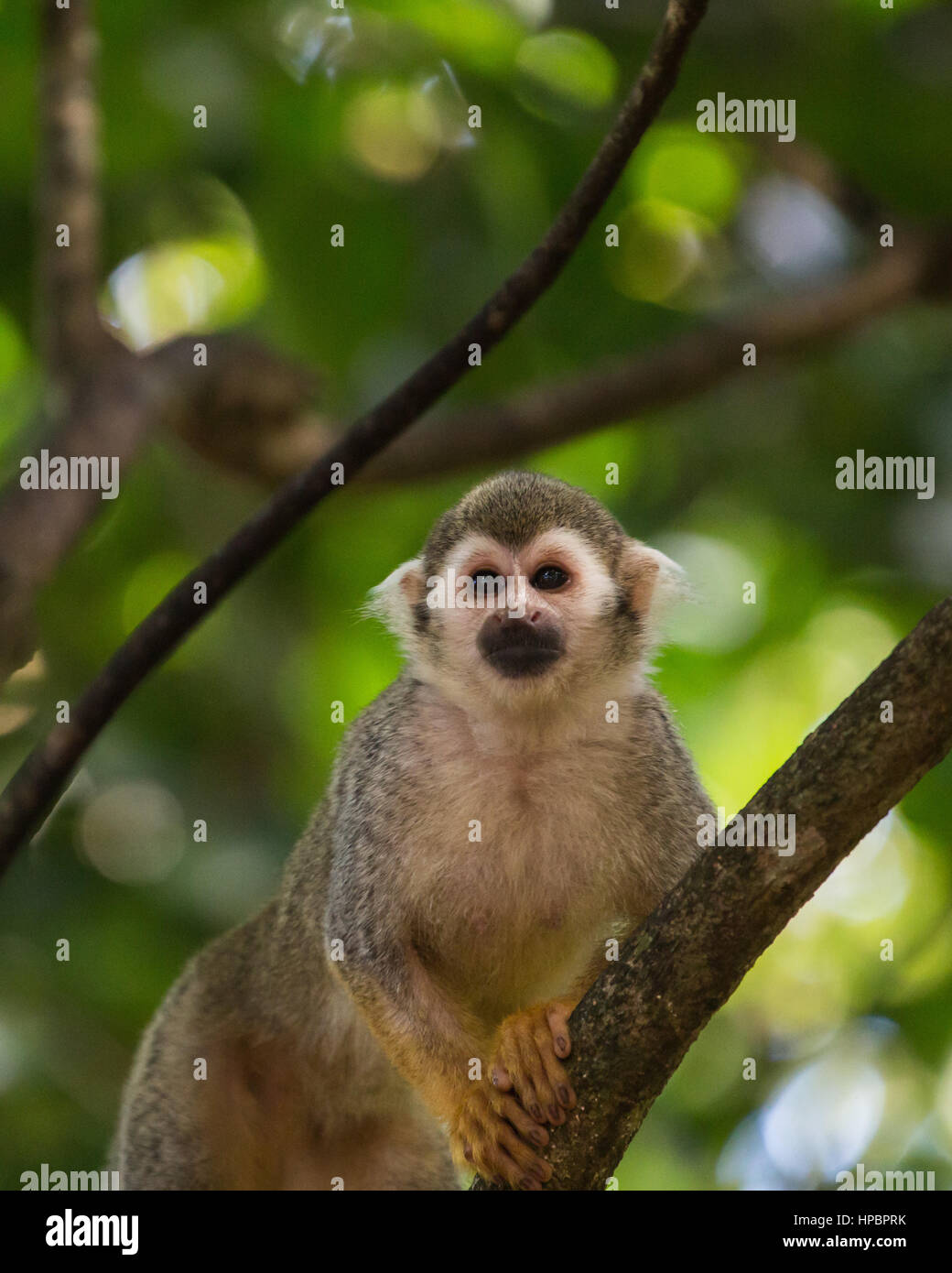 Common Squirrel Monkey, Saimiri sciureus Stock Photo - Alamy
