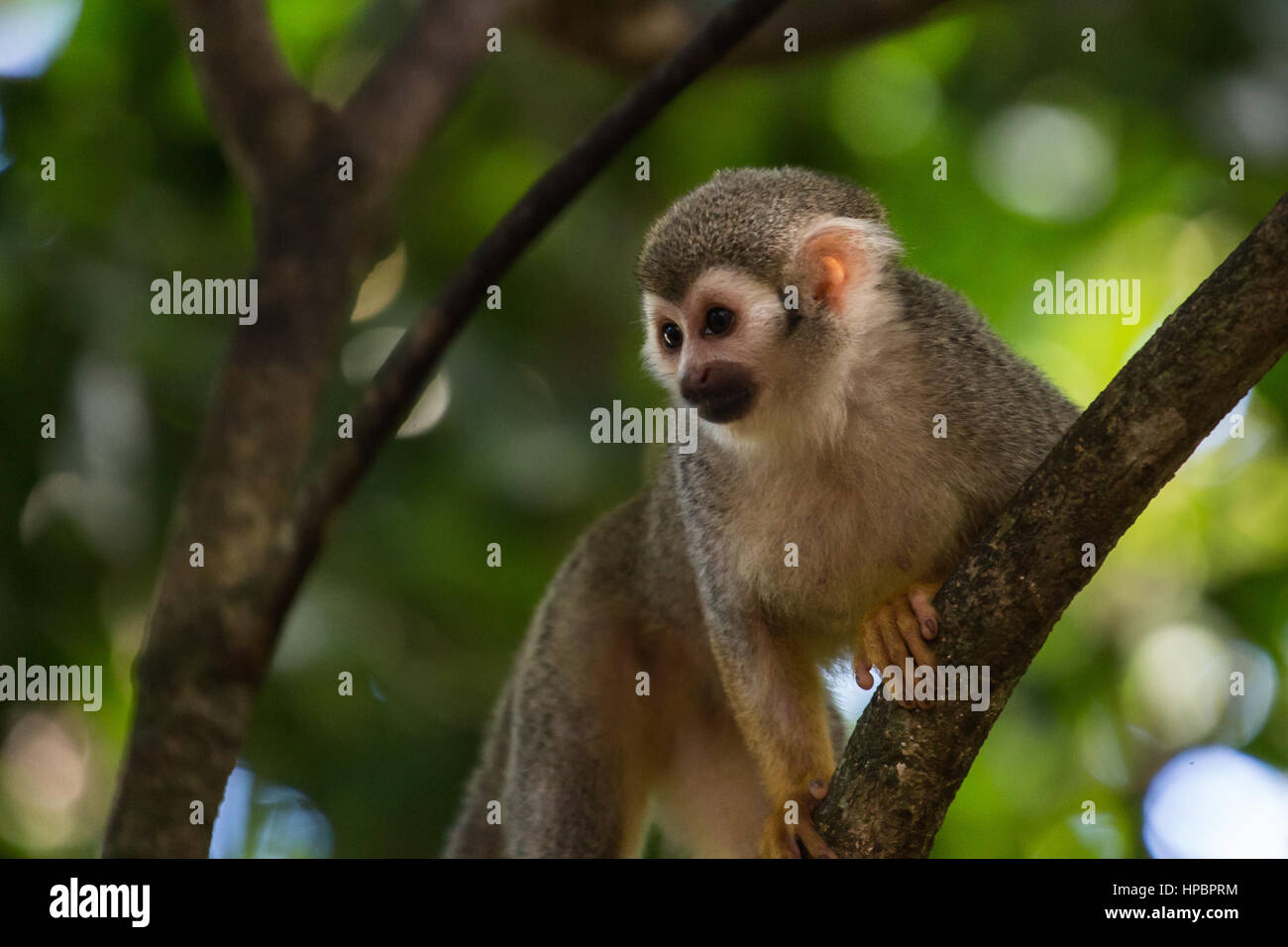 Common squirrel monkey guyana hi-res stock photography and images - Alamy