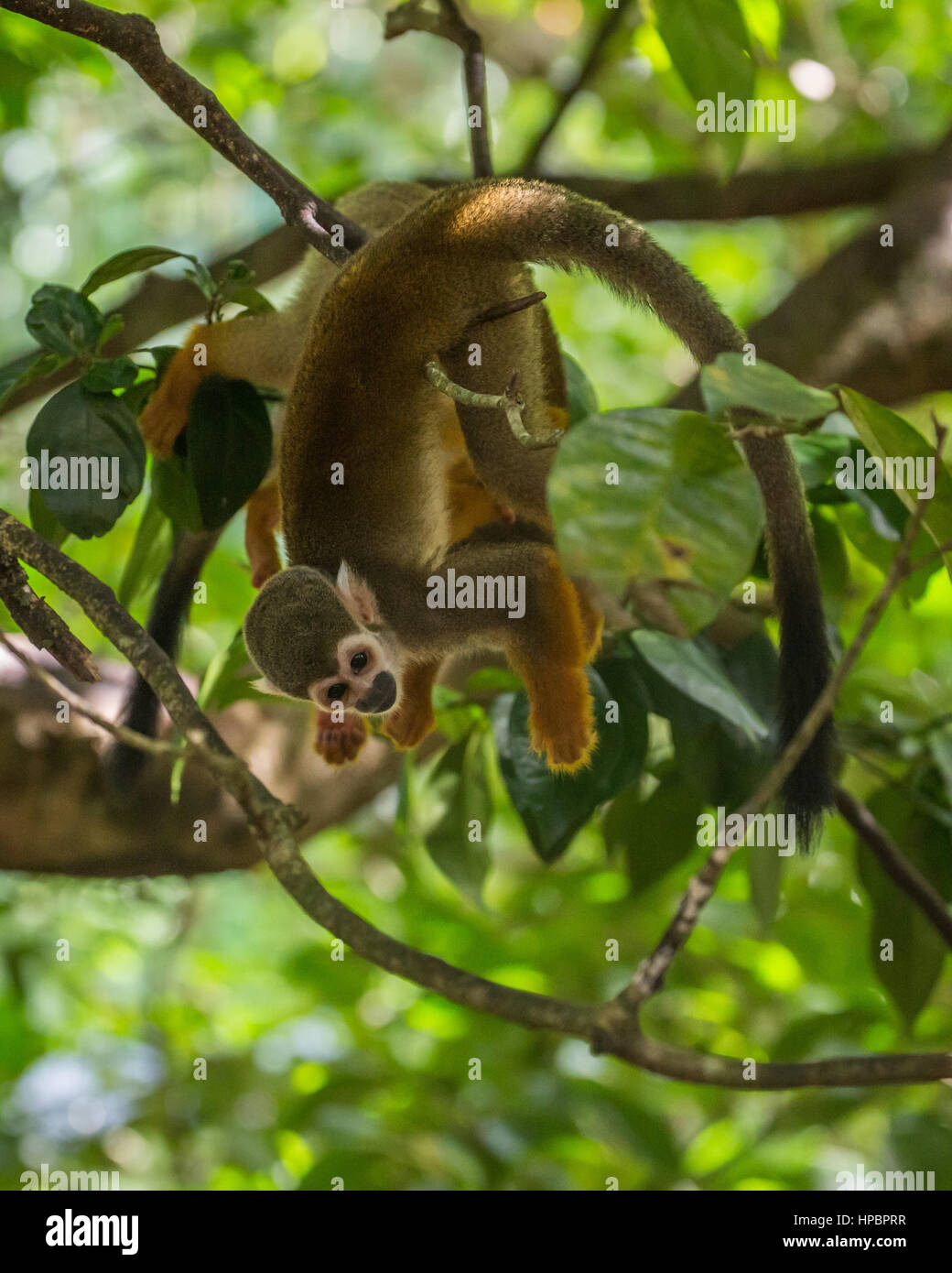 Common Squirrel Monkey Guyana High Resolution Stock Photography and ...