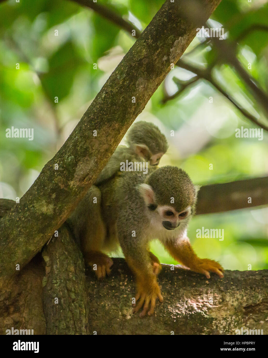 Common Squirrel Monkey, Saimiri sciureus Stock Photo - Alamy