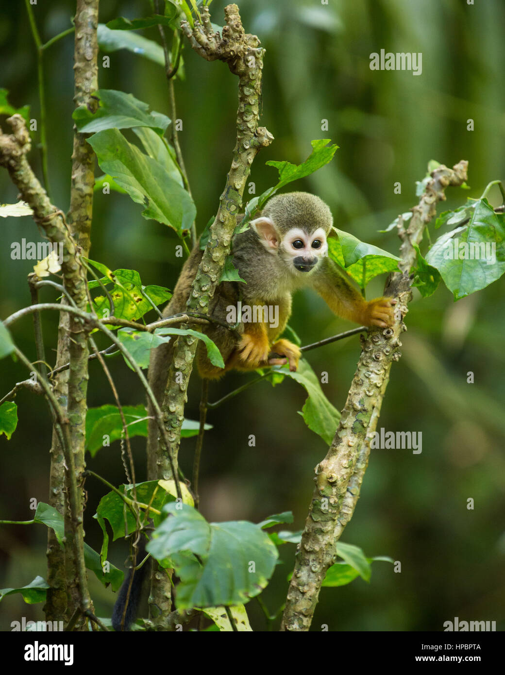Common Squirrel Monkey, Saimiri sciureus Stock Photo - Alamy