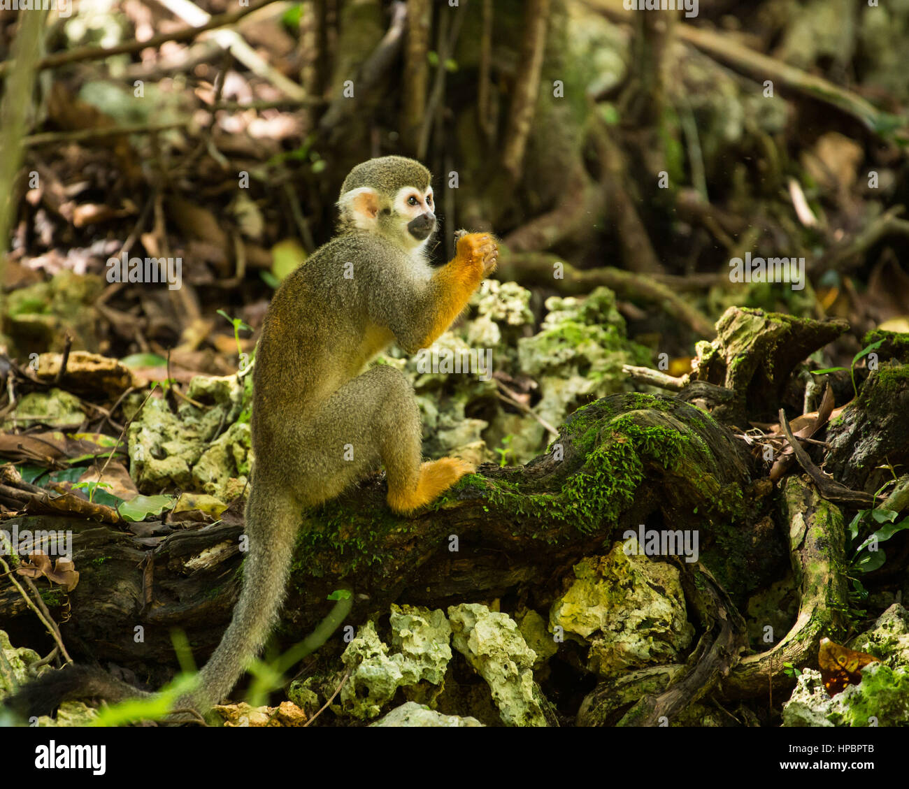 Common Squirrel Monkey, Saimiri sciureus Stock Photo - Alamy
