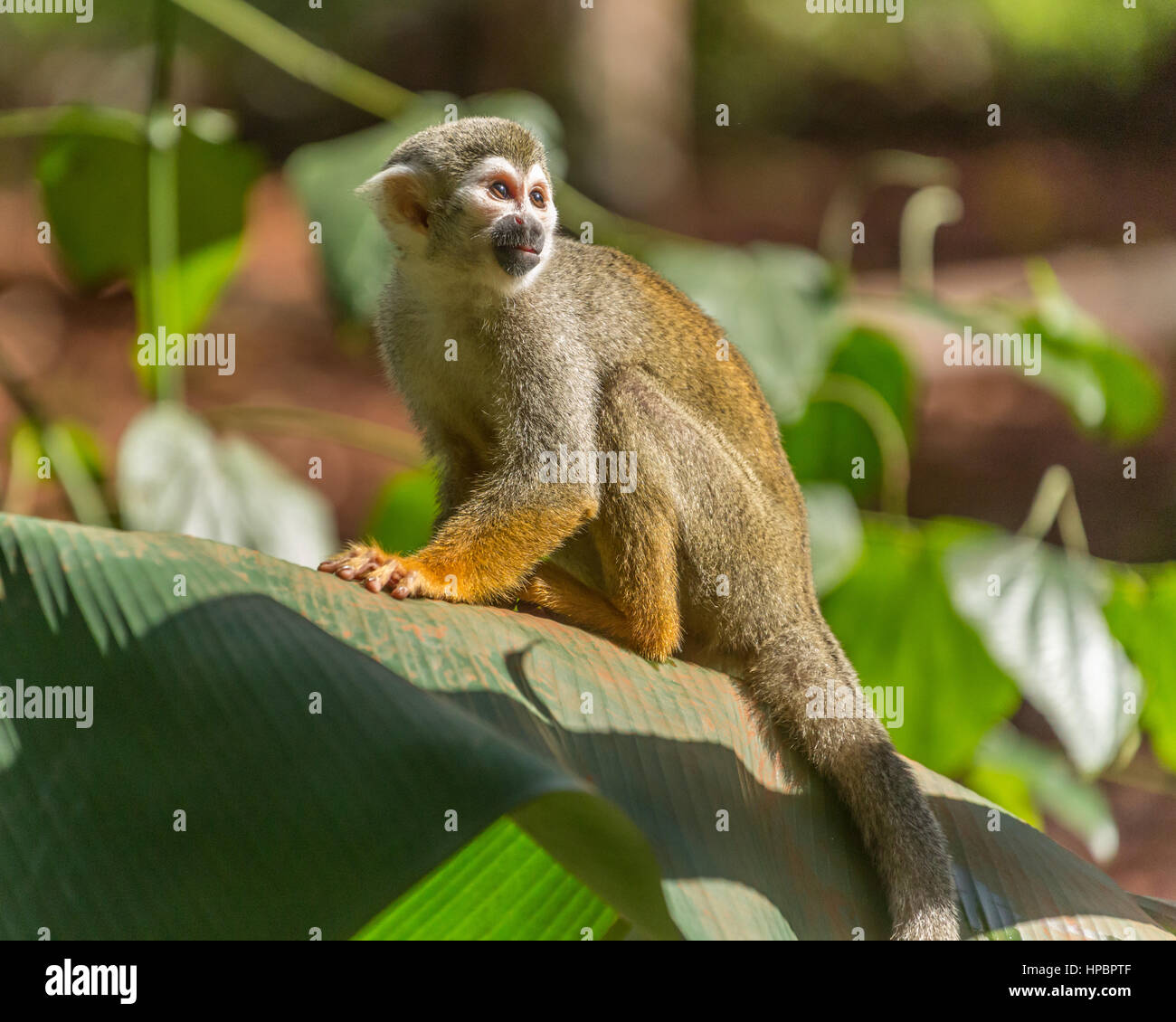 Common Squirrel Monkey, Saimiri sciureus Stock Photo - Alamy