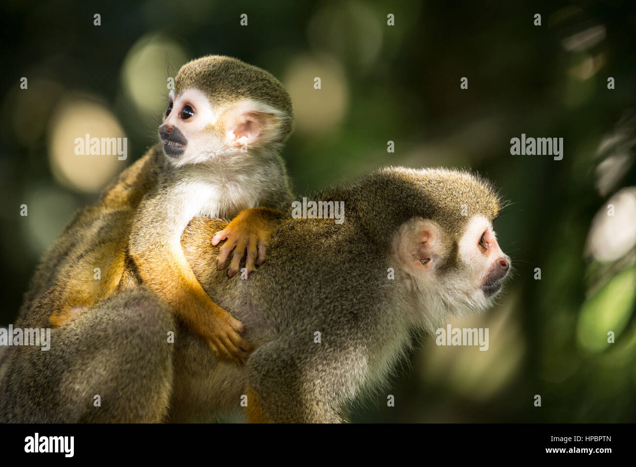 Common Squirrel Monkey, Saimiri sciureus Stock Photo - Alamy
