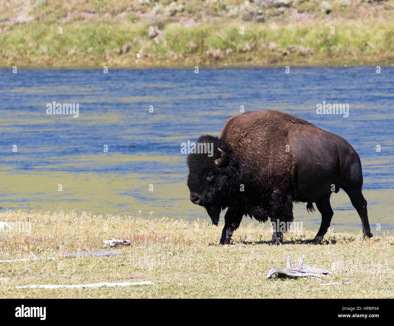 Bull bison wet after leaving the yellowstone river from a short swim ...