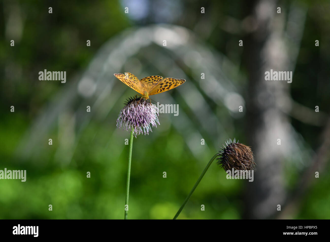 Butterfly eating nectar hi-res stock photography and images - Alamy
