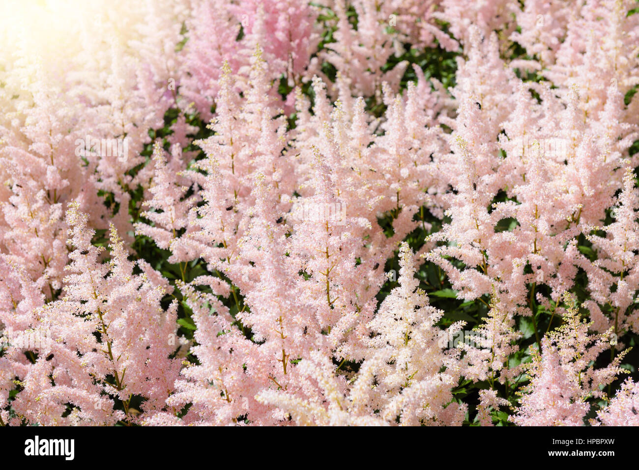 closeup tiny pink flowers in the garden Stock Photo - Alamy